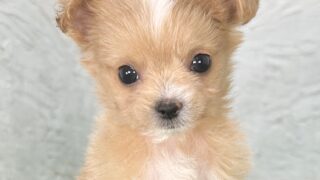 マルプリティ | マルプー専門店