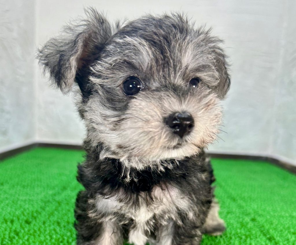 人懐っこい♪シュナマル女の子 - マルプリティ