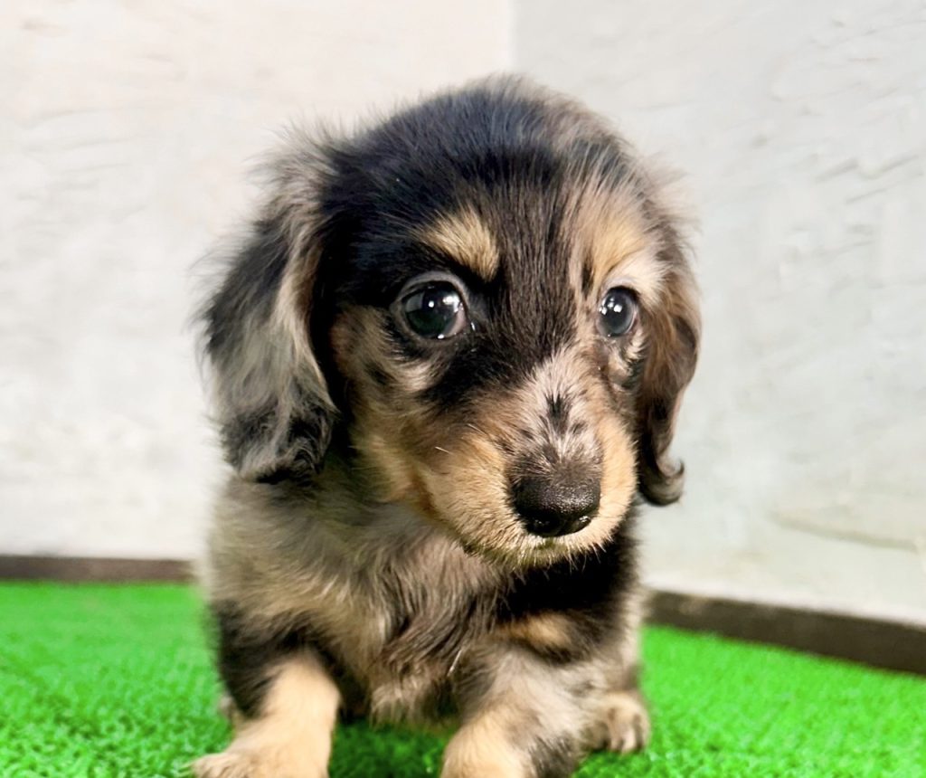 レイカちゃん♡シルバー＆ダップルのミニチュアダックス女の子 - マルプリティ