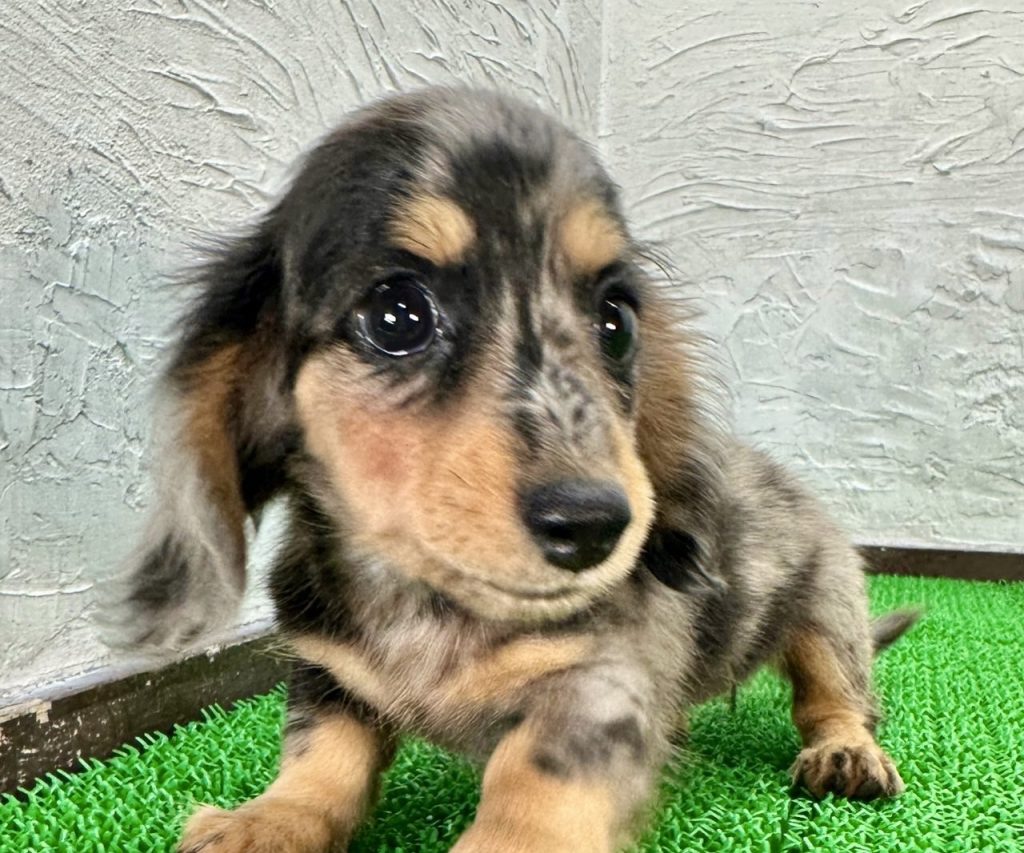 レイちゃん♡シルバー＆ダップルのミニチュアダックス女の子 - マルプリティ