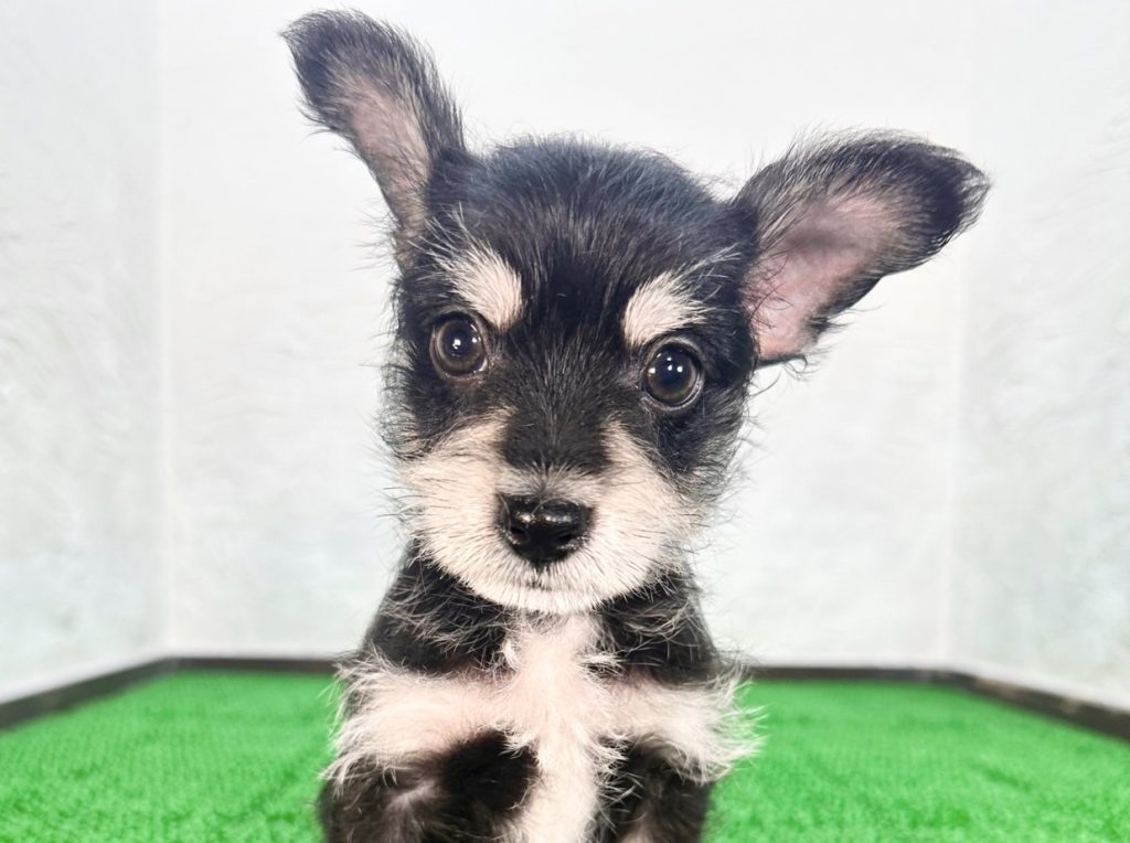 チワシュナくん♡ブラック＆シルバーの男の子 - マルプリティ