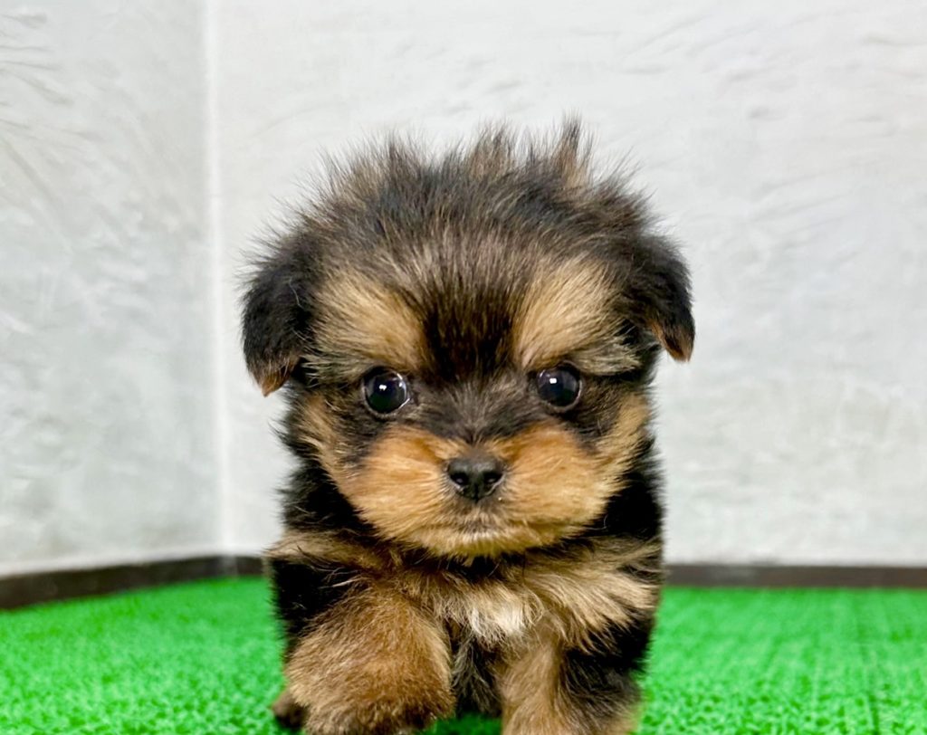 小さめ♪アダムくん♡スティールブルー＆タンのヨークシャーテリア男の子 | マルプリティ