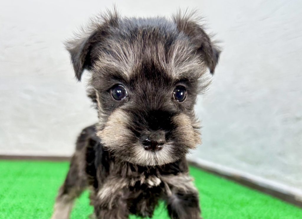 チビペッパーちゃん♡ソルト＆ペッパーのミニチュアシュナウザー女の子 - マルプリティ