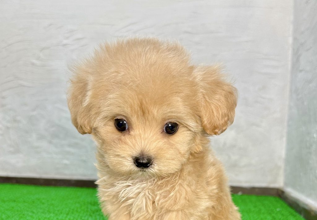 小さめ♪マッコリくん♡クリーム＆ホワイトのマルプー男の子 - マルプリティ