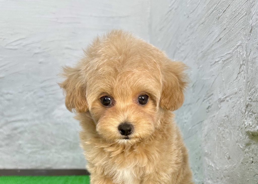 ナッチちゃん♡アプリコットのマルプー女の子 - マルプリティ