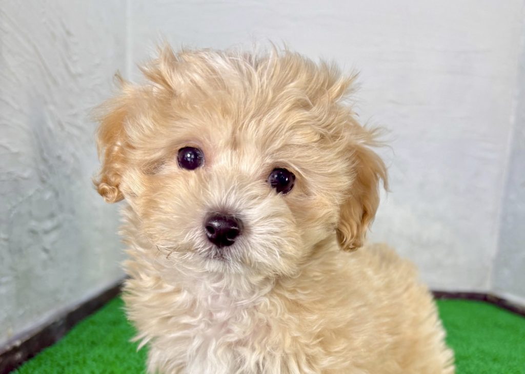 太郎くん♡アプリコットのマルプー男の子 - マルプリティ