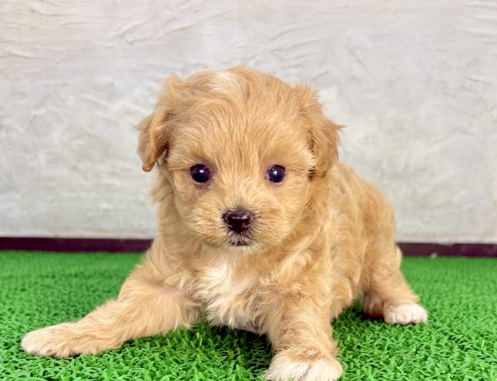 小さめ♪チビくん♡クリーム＆ホワイトのマルプー男の子 - マルプリティ