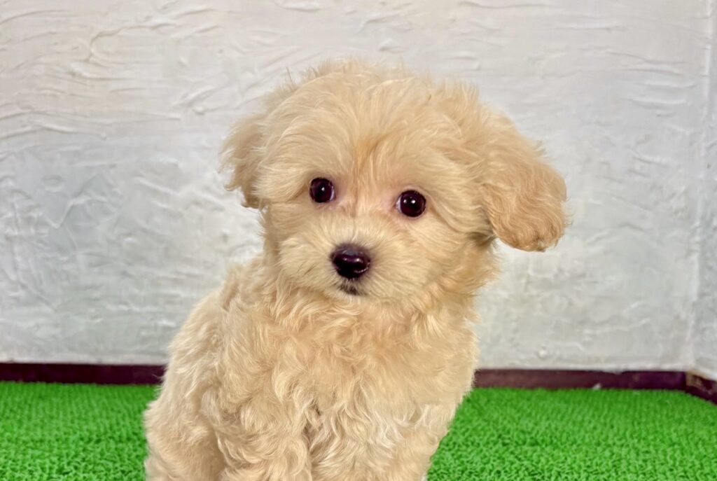 クリームちゃん♡クリームのマルプー女の子 - マルプリティ