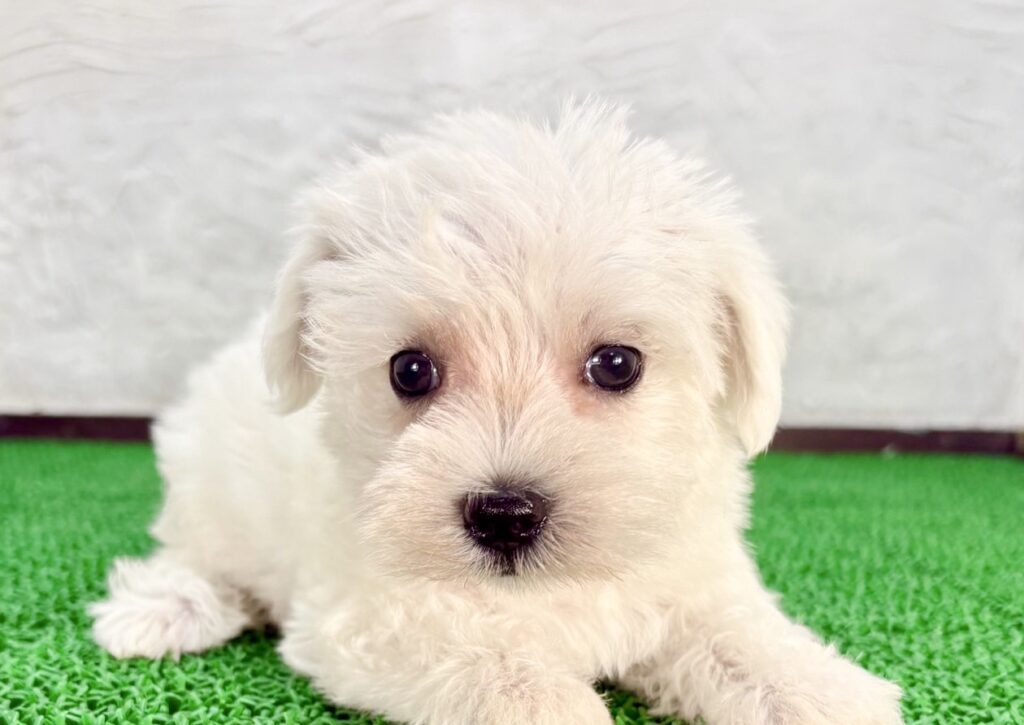 ホワイトちゃん♡シュナマル女の子 - マルプリティ