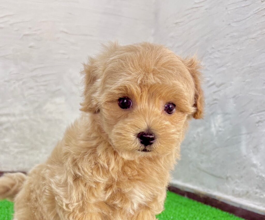 アプリンリンくん♡アプリコットのマルプー男の子 - マルプリティ