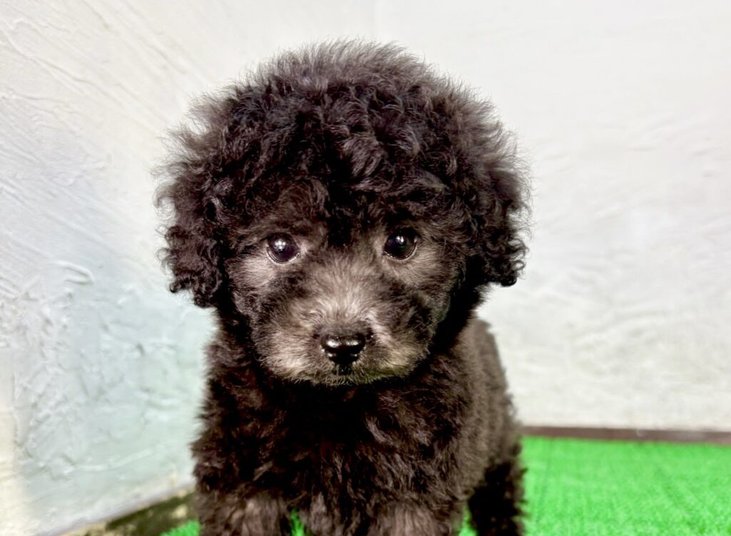 小さめ♪シルバーくん♡シルバーのトイプードル男の子 - マルプリティ