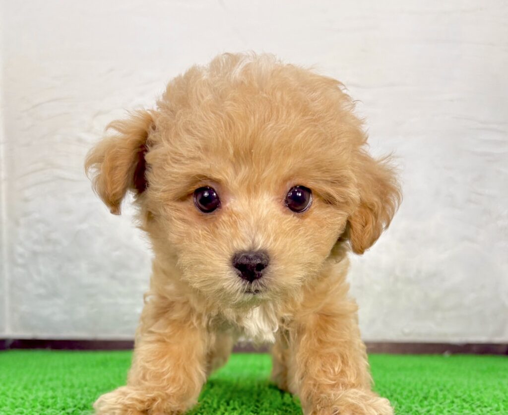 タケルくん♡アプリコット＆ホワイトのマルプー男の子 - マルプリティ