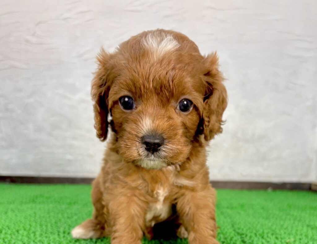 赤キャバプーくん♡レッドの男の子 - マルプリティ