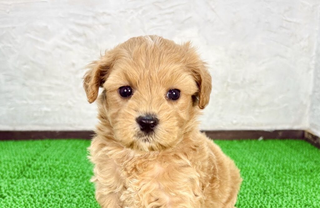 ライくん♡アプリコットのマルプー男の子 - マルプリティ