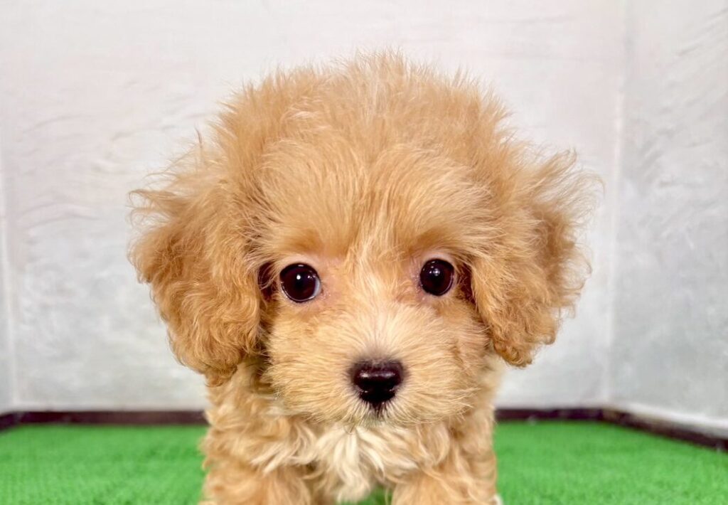 テールちゃん♡アプリコット＆ホワイトのマルプー女の子 - マルプリティ