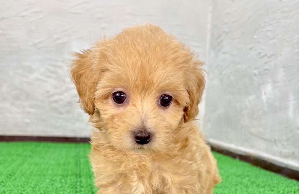 プリちゃん♡アプリコットのマルプー女の子 - マルプリティ