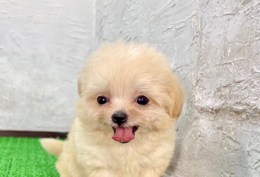 シャオリヤちゃん♡ポメチワの女の子 - マルプリティ