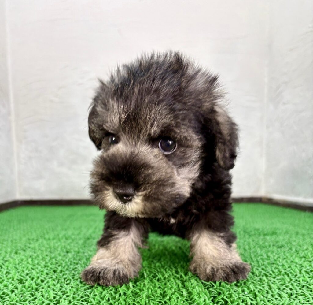 ぺパくん♡ソルト＆ペッパーのミニチュアシュナウザー男の子 - マルプリティ