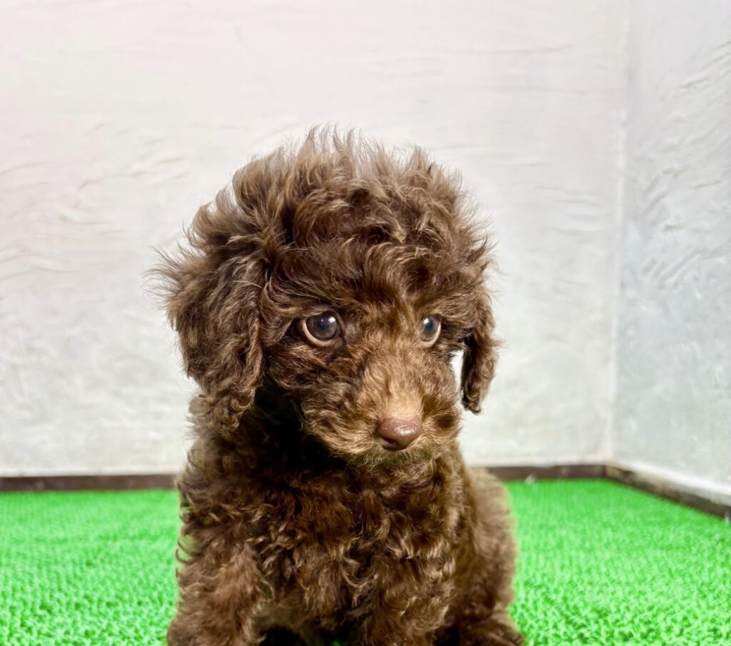ブラウンくん♡ブラウンのトイプードル男の子 - マルプリティ