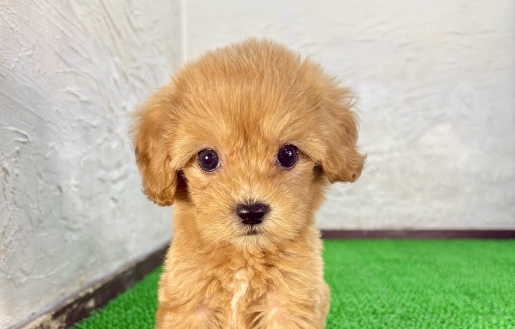 小さめ♪響ちゃん♡アプリコット＆ホワイトのマルプー女の子 - マルプリティ