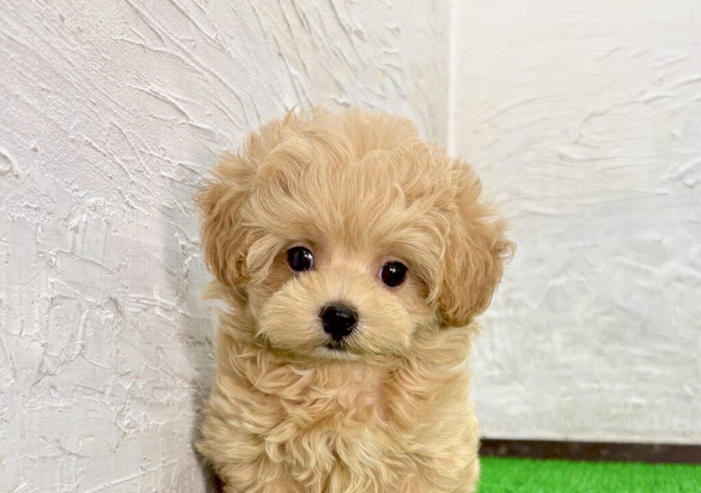 トントコトン君♡アプリコットのマルプー男の子 - マルプリティ