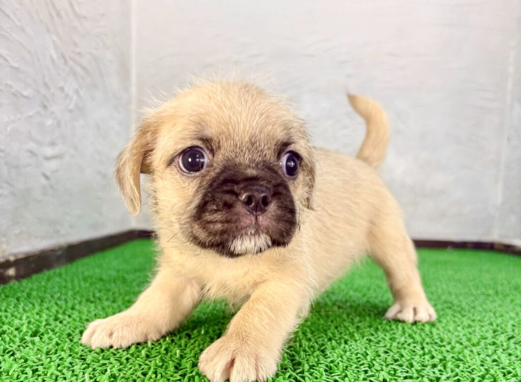 マルパグくん♡フォーンの男の子 - マルプリティ