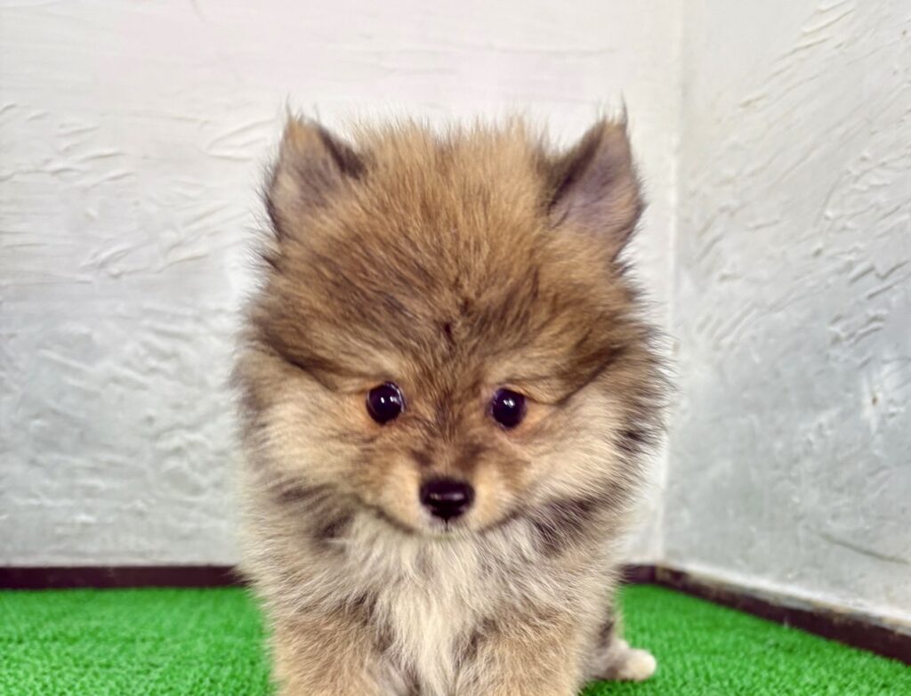 ポメ美ちゃん♡オレンジ＆フォーンのポメラニアン女の子 - マルプリティ