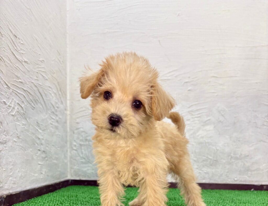 シュナプーレンジャーアプリコットちゃん♡女の子 - マルプリティ