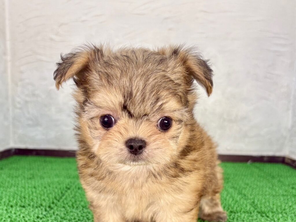 豆セーブルくん♡フォーンのポメチワ男の子 - マルプリティ