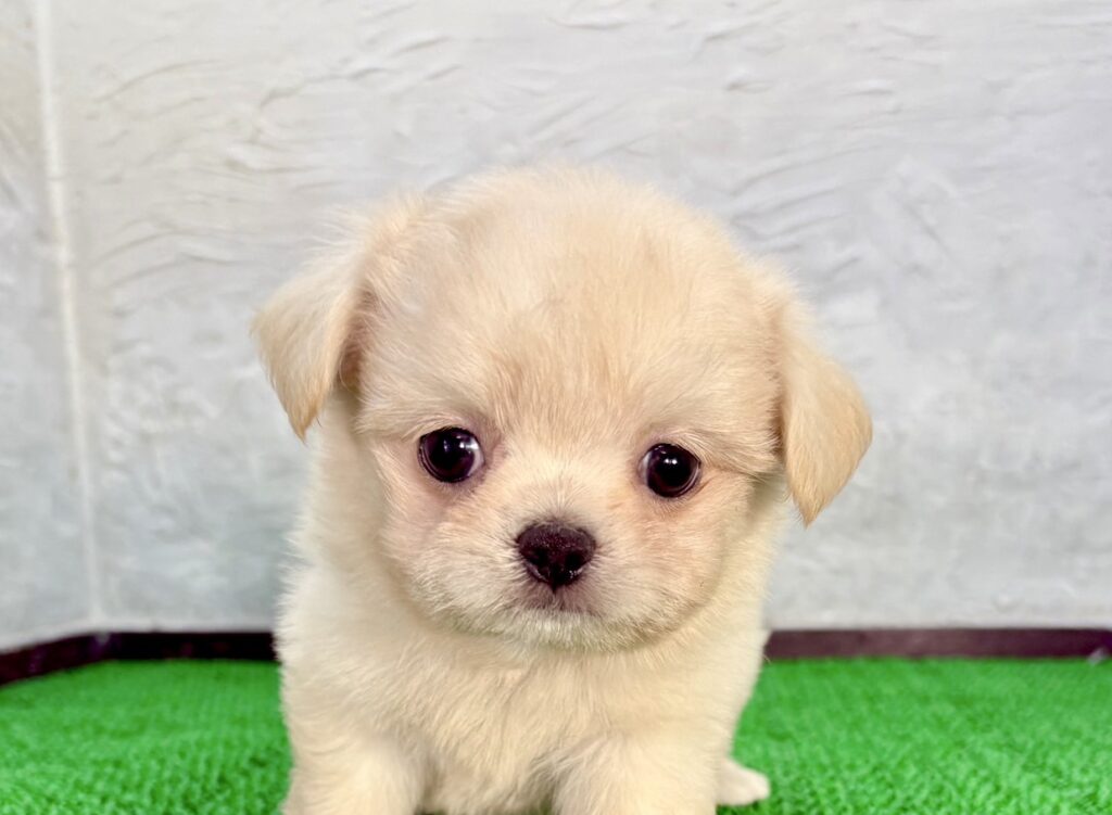 豆白くん♡クリームのポメチワ男の子 - マルプリティ