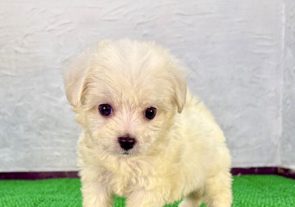 小さめ♪小雪ちゃん♡クリームのビションマル女の子 - マルプリティ