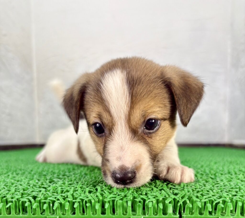 ジャックちゃん♡ホワイト＆タンのジャックラッセル女の子 - マルプリティ