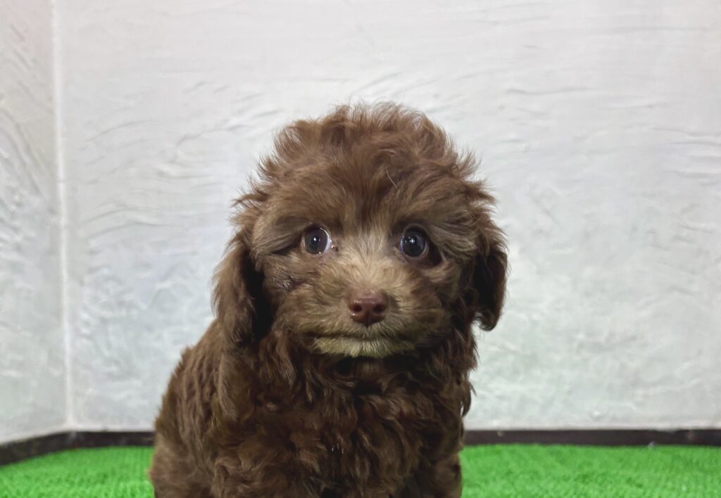 チワプープーくん♡ブラウンの男の子 - マルプリティ