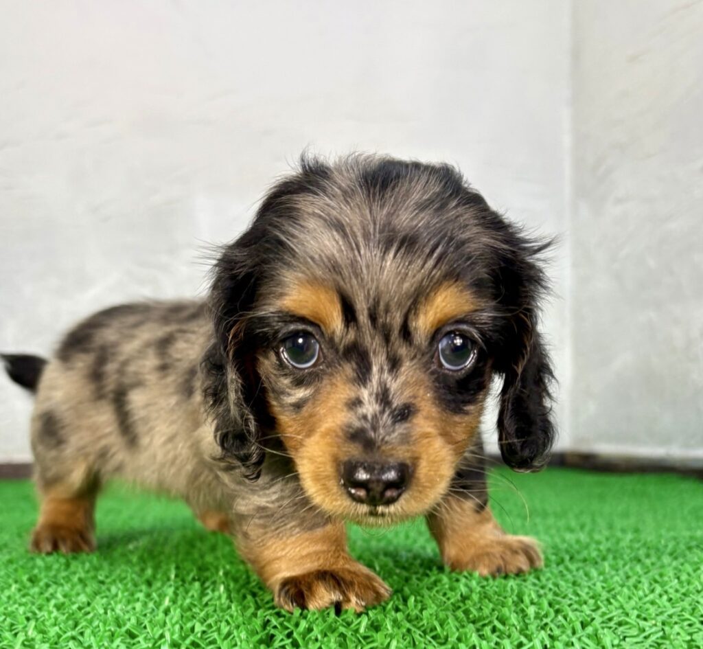 シルバーくん♡シルバー＆ダップルのミニチュアダックス男の子 - マルプリティ