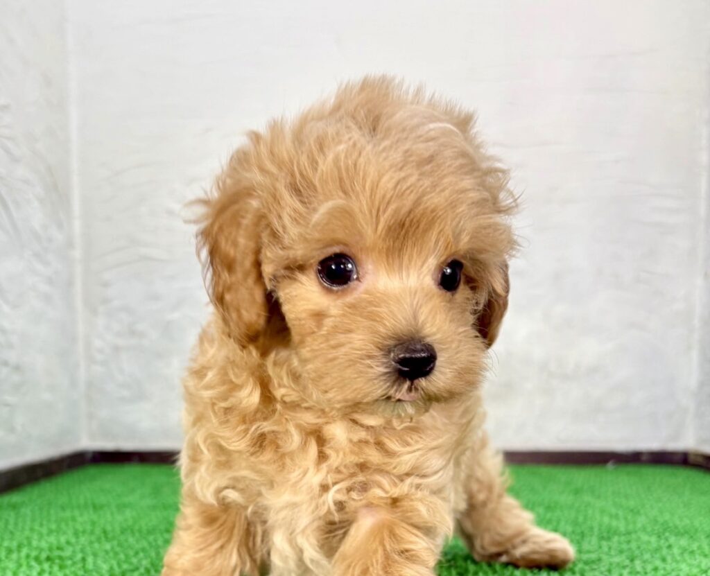 ドネくん♡アプリコットのマルプー男の子 - マルプリティ