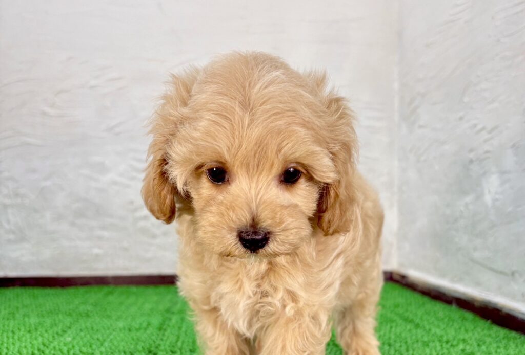 シャルくん♡クリームのマルプー男の子 - マルプリティ