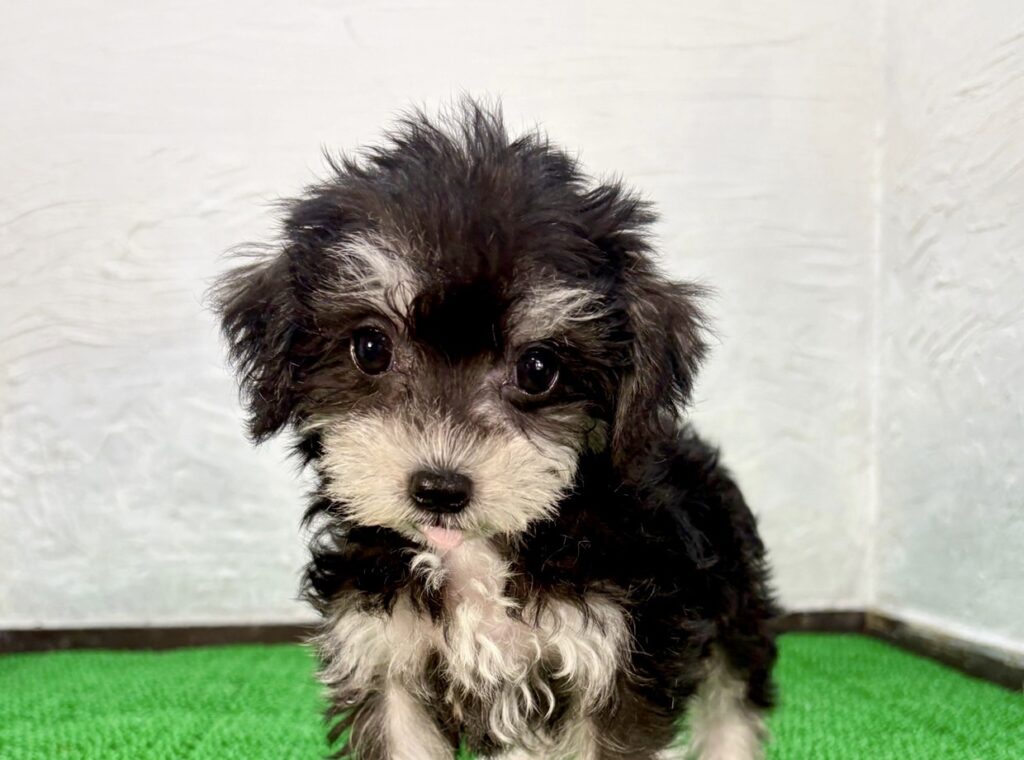 シルバンバンくん♡ブラック＆シルバーのシュナマル男の子 - マルプリティ