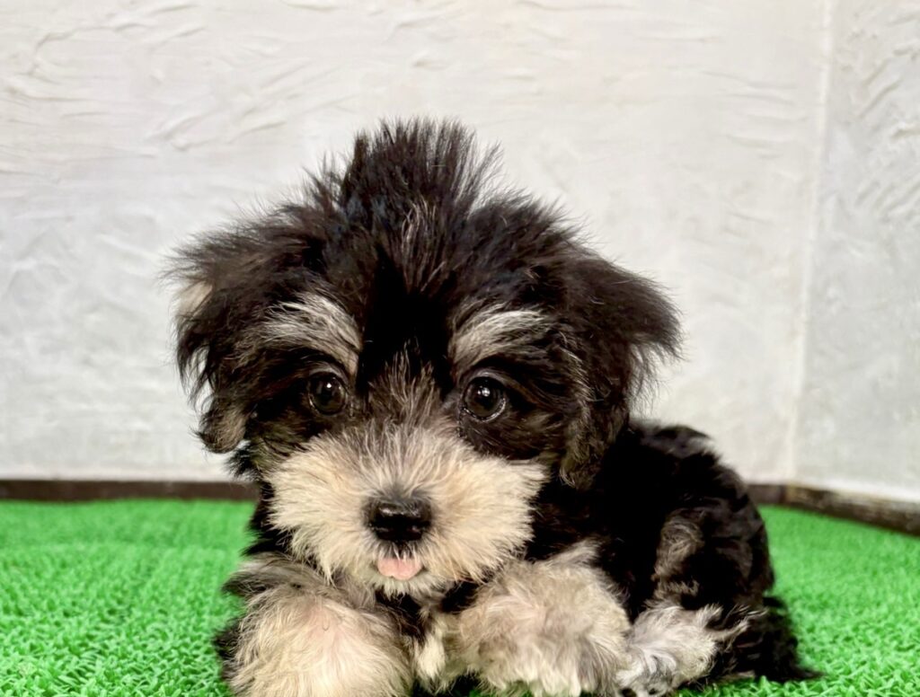 シルバんくん♡ブラック＆シルバーのシュナマル男の子 - マルプリティ