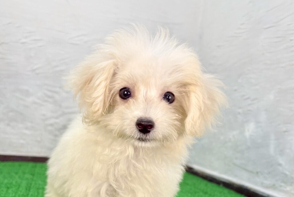 タルギくん♡ホワイトのマルプー男の子 - マルプリティ