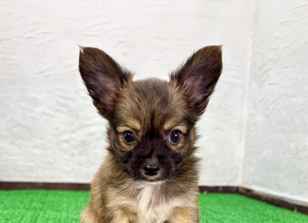 チワパピくん♡フォーンの男の子 - マルプリティ