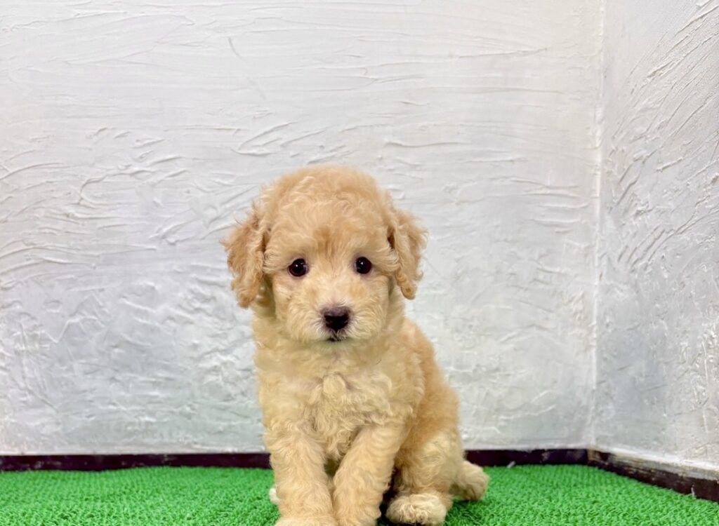 クリーム少佐♡クリームのトイプードル男の子 - マルプリティ