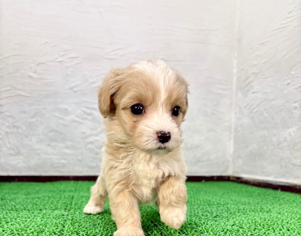 メーテルちゃん♡シャンパンクリーム＆ホワイトのマルプー女の子 - マルプリティ