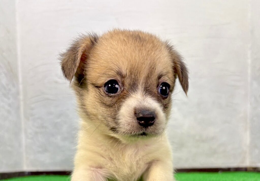 キャバコーギーちゃん♡レッド＆ホワイトの女の子 - マルプリティ