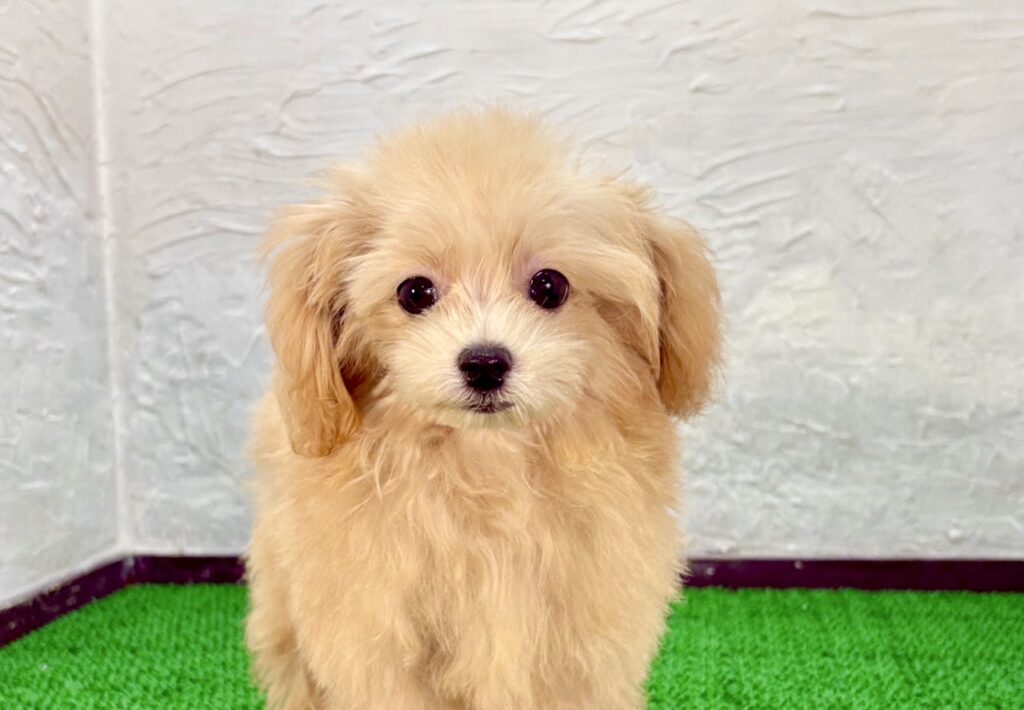 ヒデブくん♡アプリコットのぺキマルプー男の子 - マルプリティ