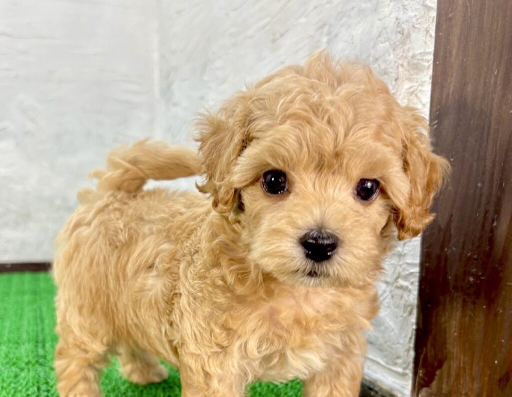 トッポくん♡アプリコットのマルプー男の子 - マルプリティ