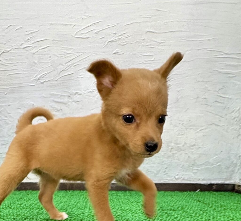 豆ぷーちゃん♡レッドの女の子 - マルプリティ