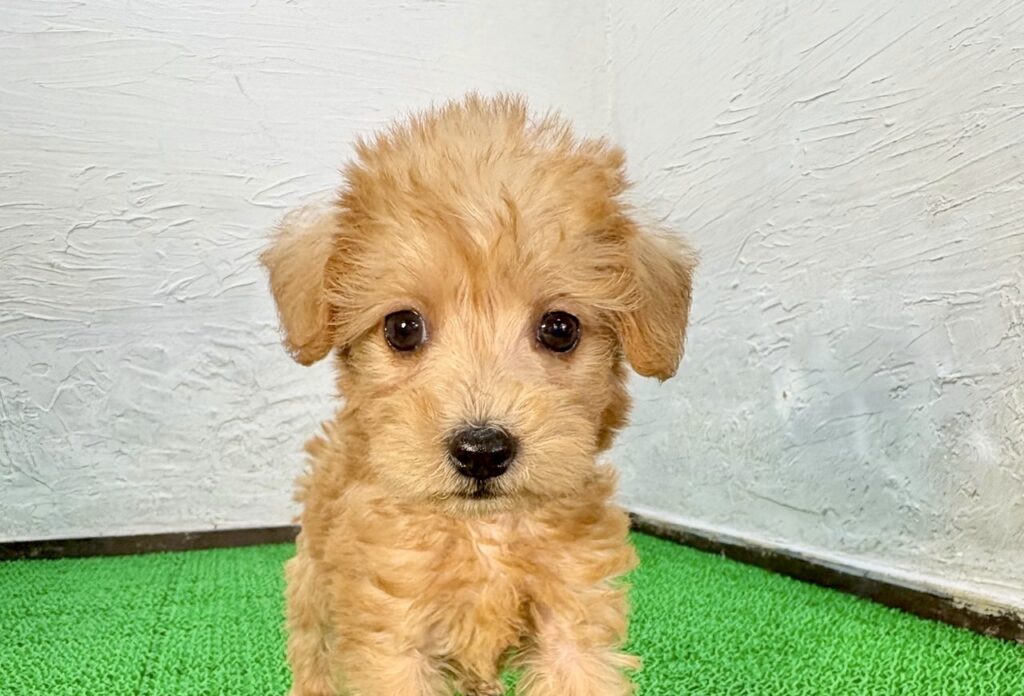 キャバシュナちゃん♡アプリコットの女の子 - マルプリティ