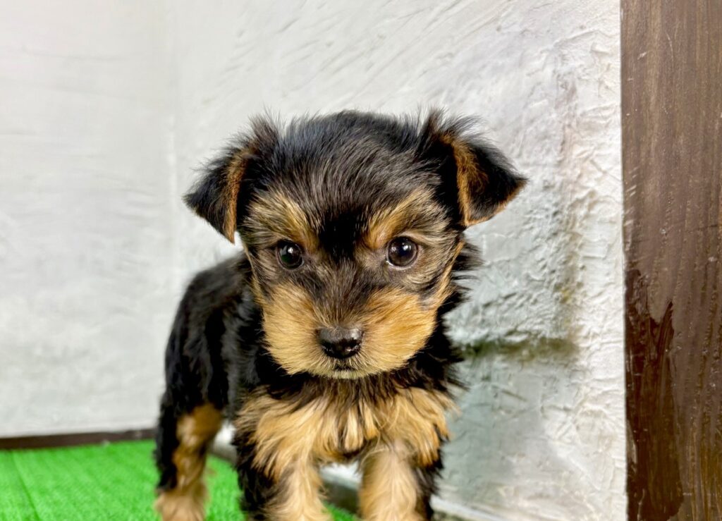 ヨーキーくん♡スティールブルー＆タンの男の子 - マルプリティ