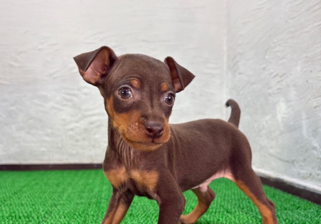 ピン助くん♡チョコレート＆タンのミニチュアピンシャー男の子 - マルプリティ