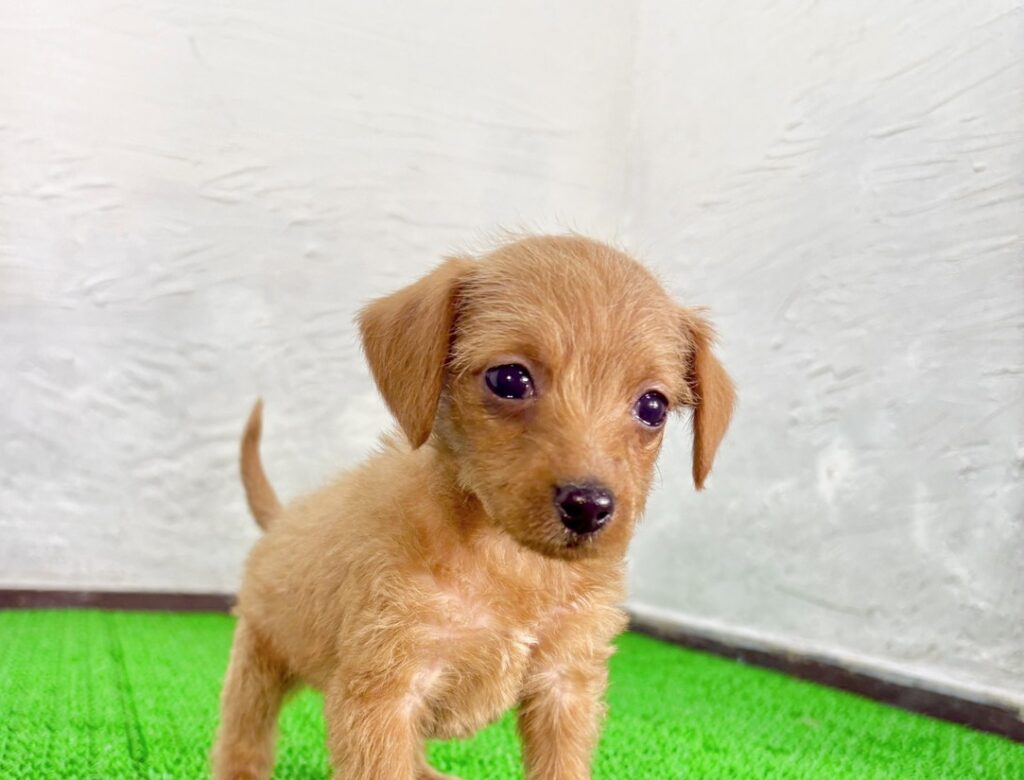 ピンプーちゃん♡レッドの女の子 - マルプリティ